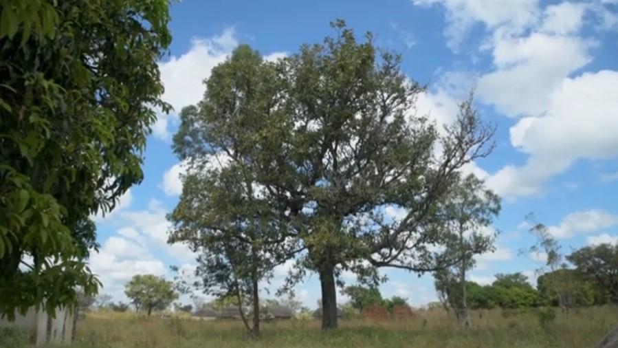 Know worth of Shea as a women’s tree – Blessed Organic Release